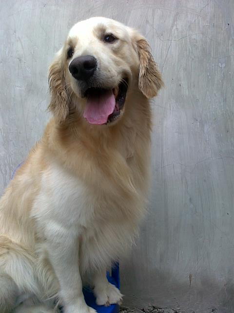 Jenis-jenis Anjing | DOG'S LOVER