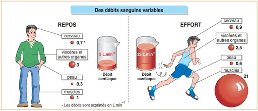 Physiologie de l’effort Schémas et dessins | www.epshypnoseblogspot.com