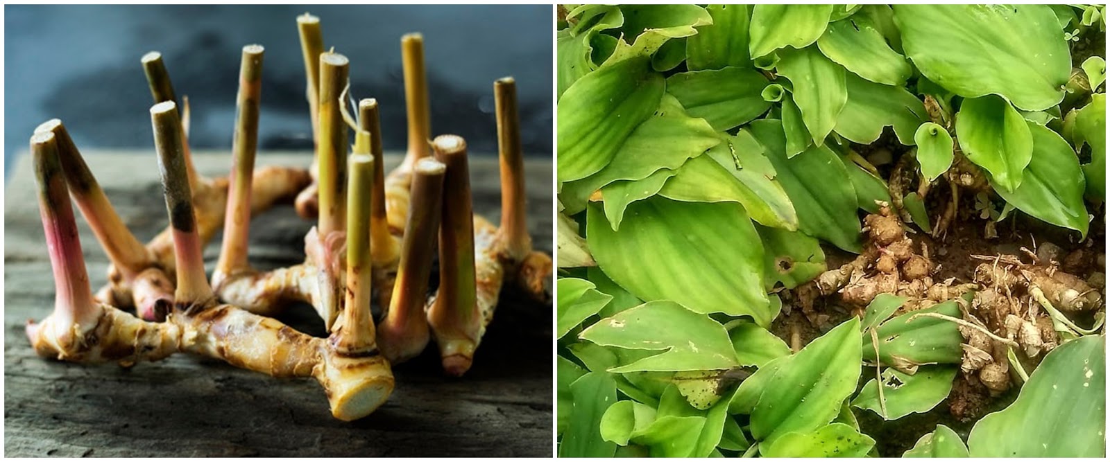 Ada 7 Tanaman obat jenis rimpang beserta manfaatnya untuk tubuh kita