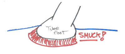 The Echinoblog: Starfish Leave footprints! aka How Starfish Tube Feet ...