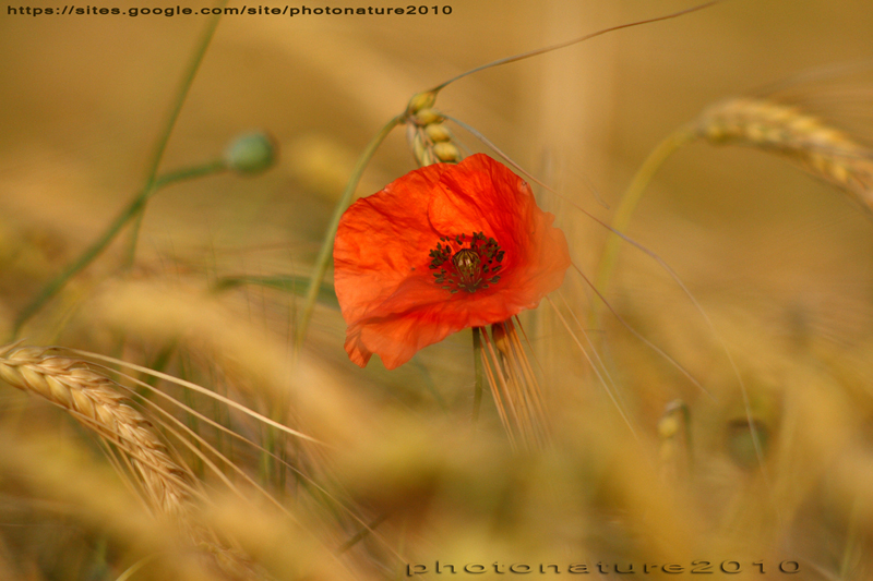 photonature2010: Maci în lanul de grâu