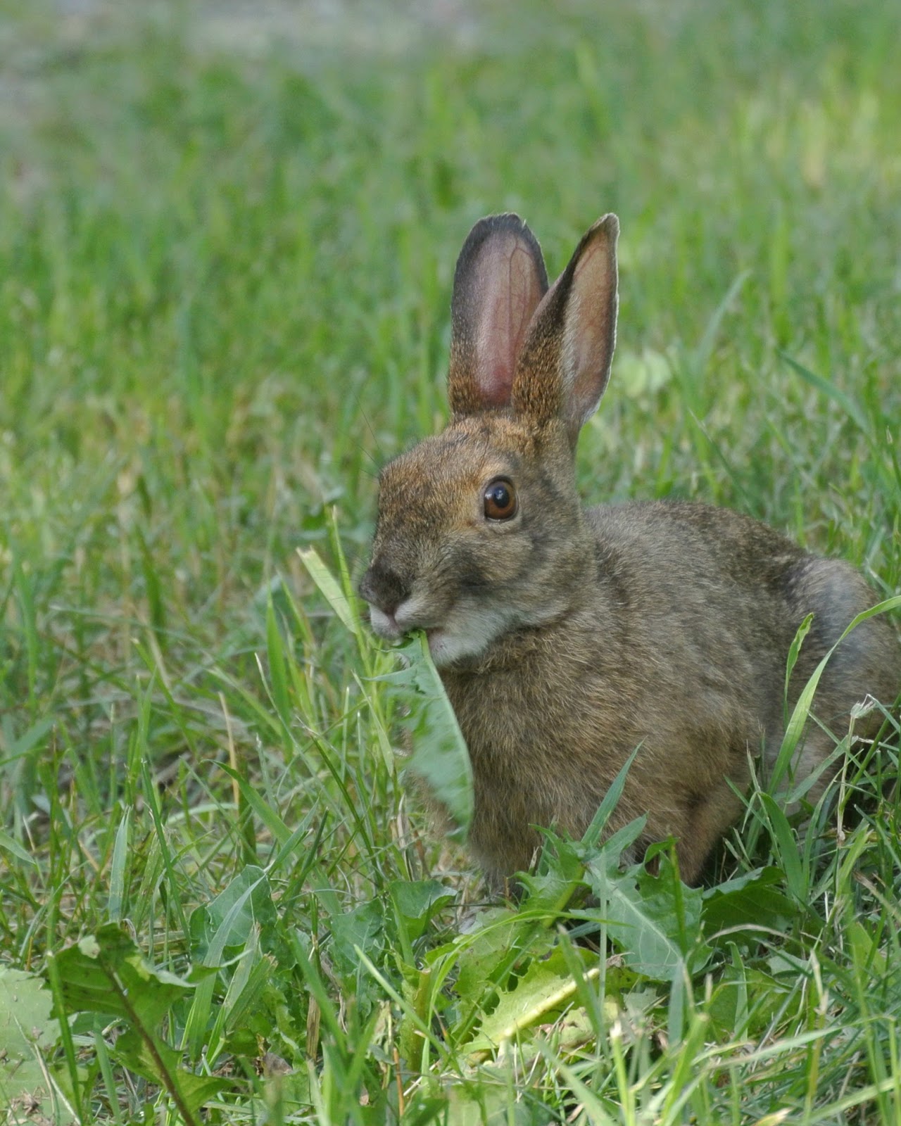 A Happy Bluebird: State Parks and Fabric