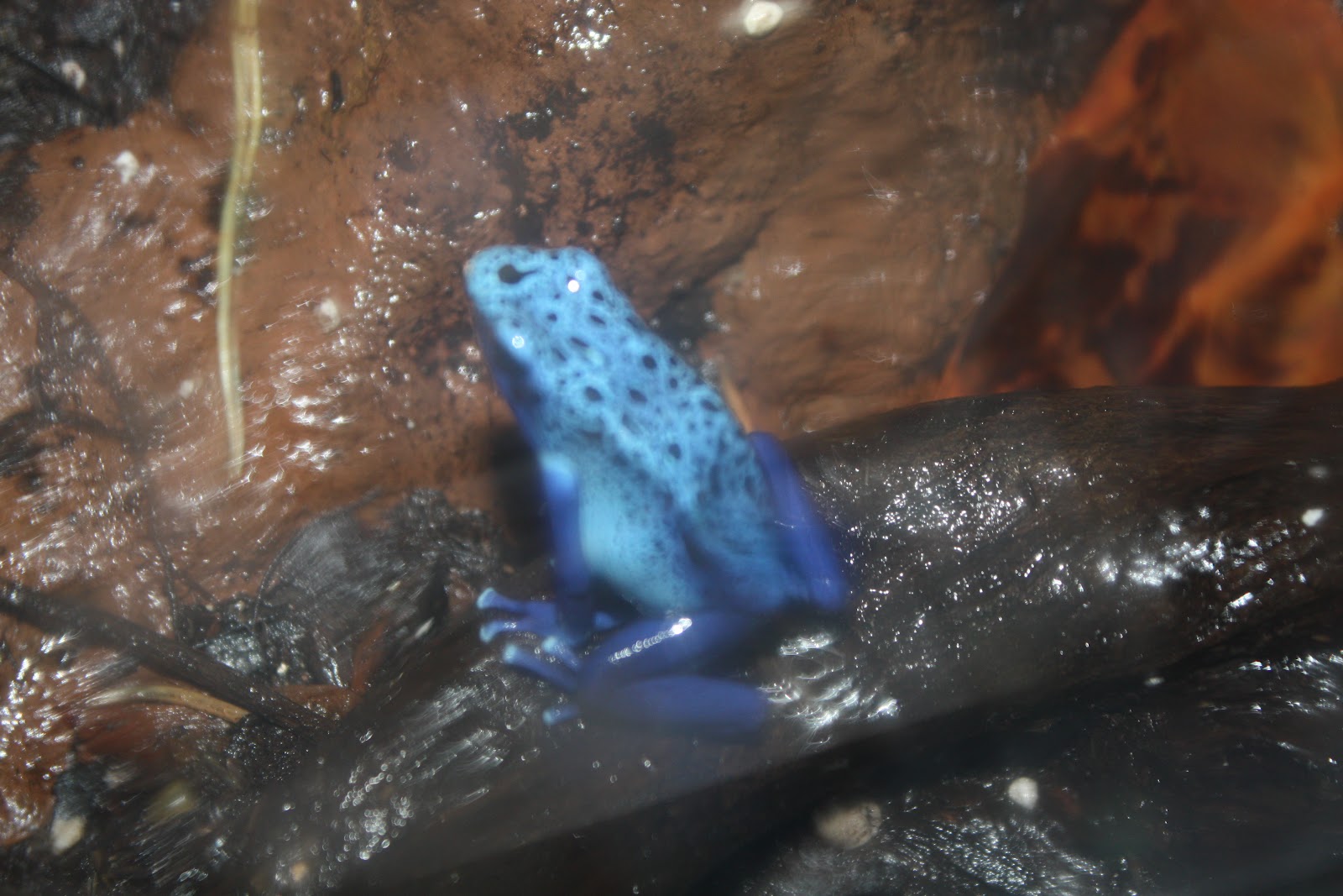 WHS AP Bio 2012: Crowley: Aposematic coloration