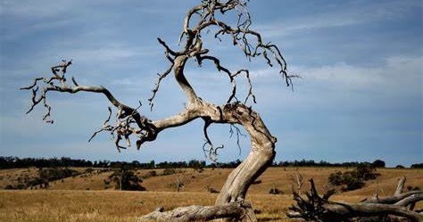 Herrin Daily Thoughts: WHY THE FIG TREE WITHERED