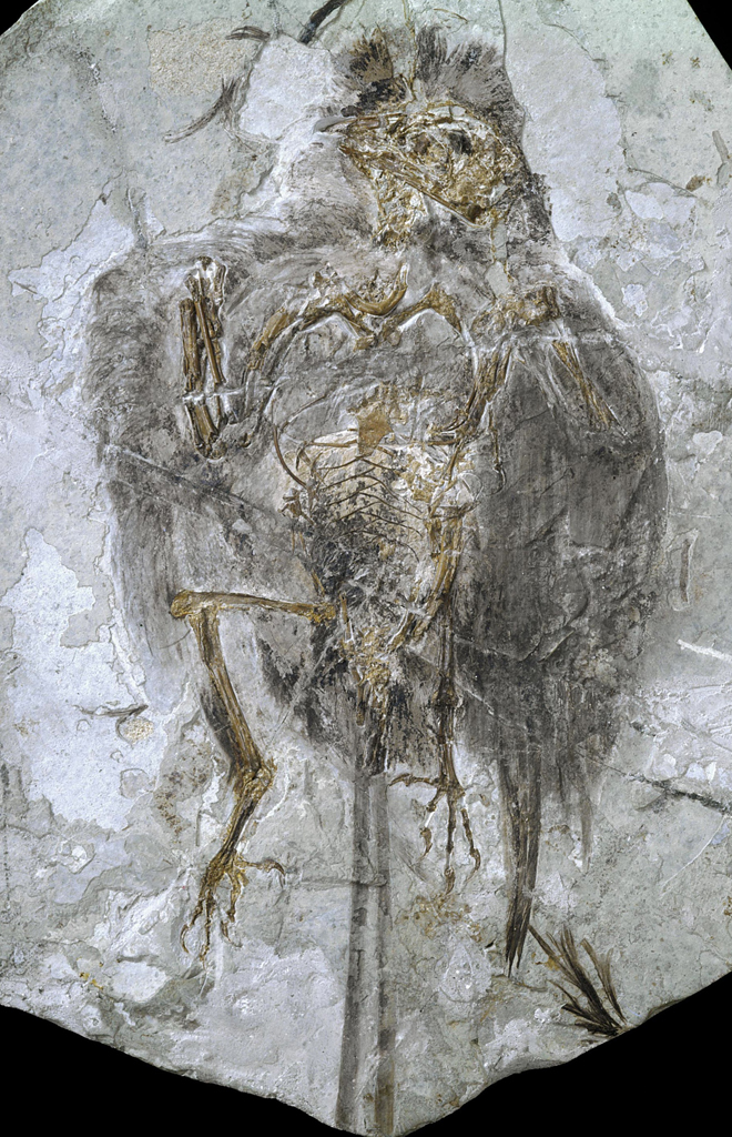 Paleobirding:What Birds Looked Like 125 Million Years Ago
