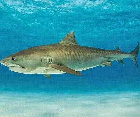 5 Fakta Menarik Tentang Hiu Sang Predator Laut - Kepri Fishing Club