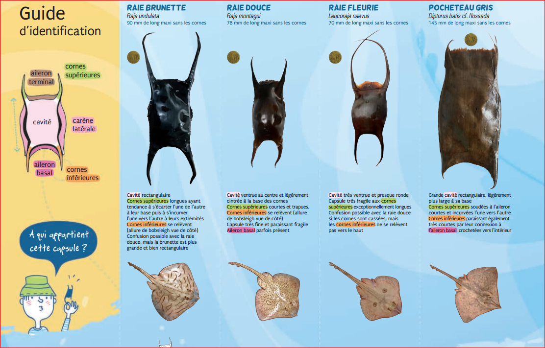 alainpaddy.blogspot: # Pour ceux qui veulent en savoir plus !! Les raies