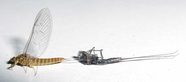 Springfield Plateau: Shelton Stream Mayflies