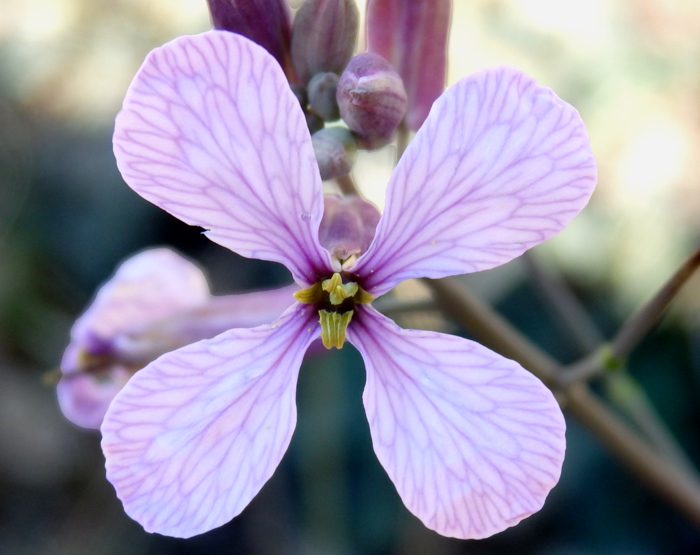 Glosario botánico con imágenes - Letra T
