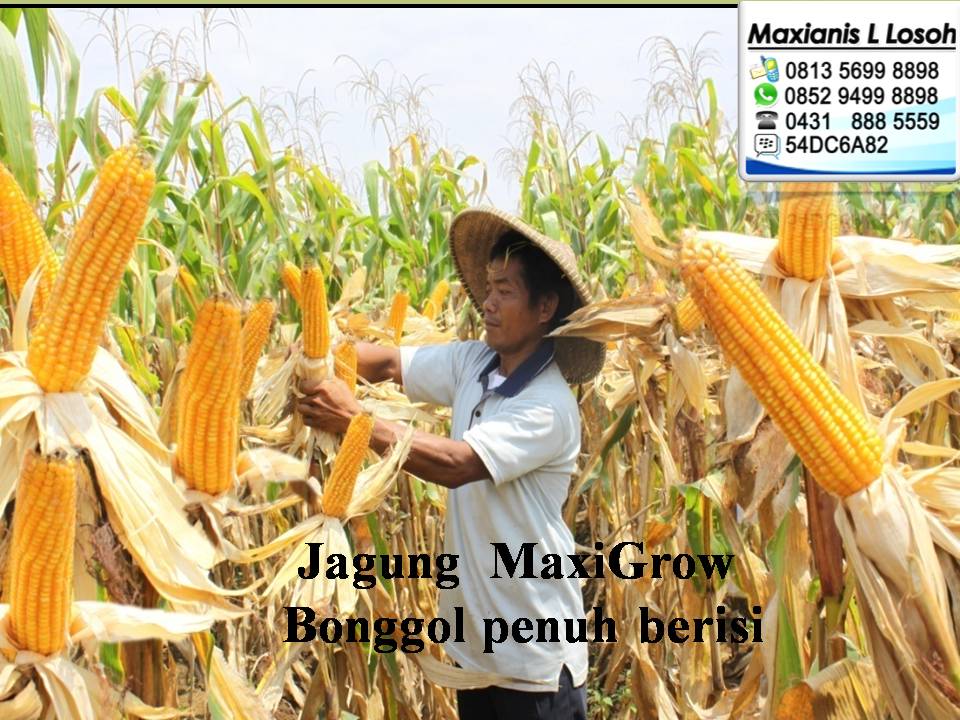 MaxiGrow Plus: Cara Cerdas Memanfaatkan Limbah Kolam Ikan untuk ...