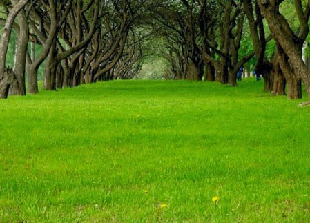 QUE SIGNIFICA SOÑAR CON..: Soñando con...PASTOS