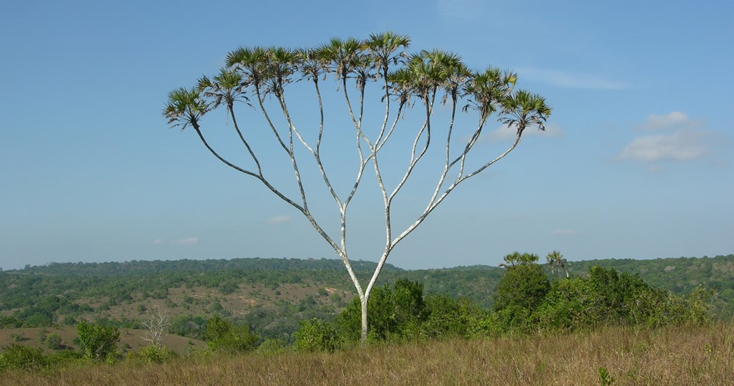 How To Print All Leaf Nodes Of Binary Tree In Java Recursion And How To Print All Leaf Nodes Of Binary Tree In Java Recursion And