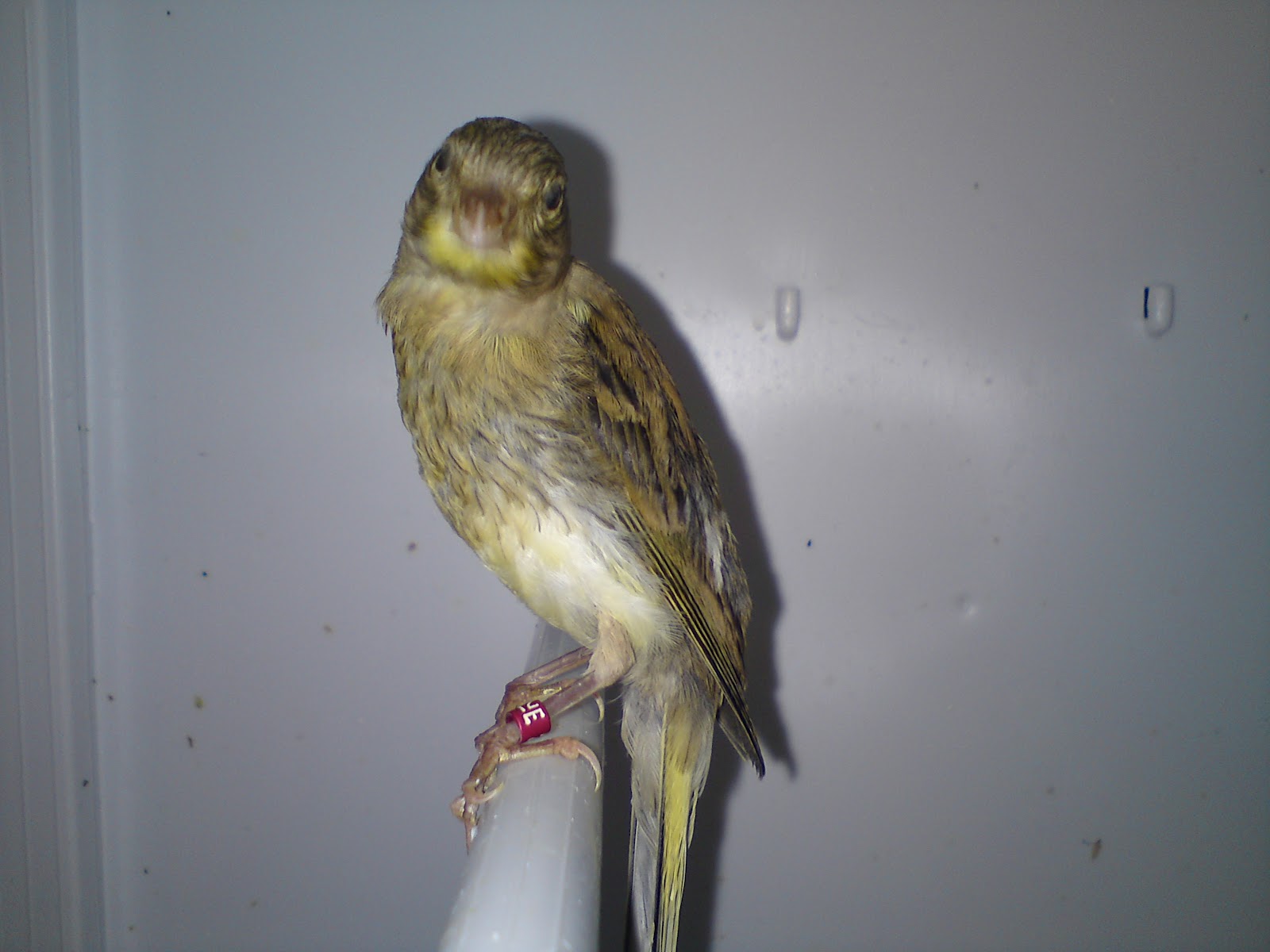 a scotch fancy canary blog