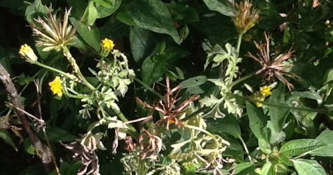 The Phytophactor: Most obnoxious plant