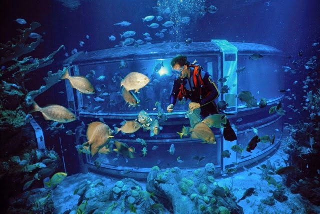 Mergulho e nado no Epcot DiveQuest na Disney em Orlando - 2025 - Dicas ...