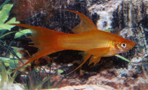 Shamudra Bilash: Sword Tail & Molly Fish