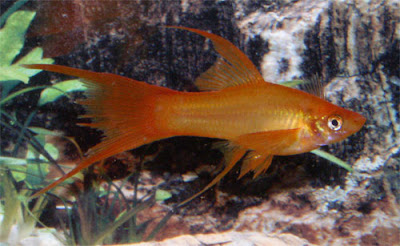 Shamudra Bilash: Sword Tail & Molly Fish