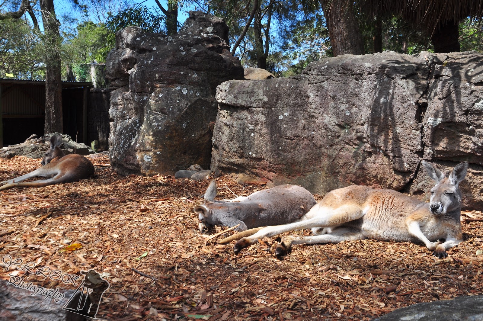 My Journey To The...???: Taronga Zoo, Sydney