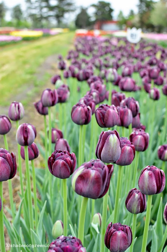33 Shades of Green: A Walk Through the Tulips