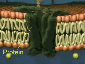 Mekanisme Transportasi Membran Sel Secara Aktif - Syarif Miftahudin's Blog
