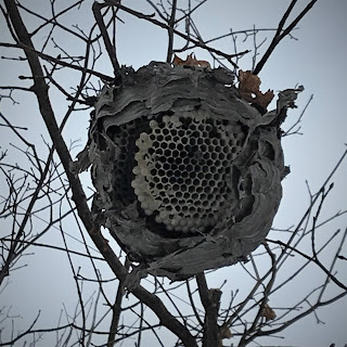 Maynard Life Outdoors and Hidden History of Maynard: Bald-faced Hornet