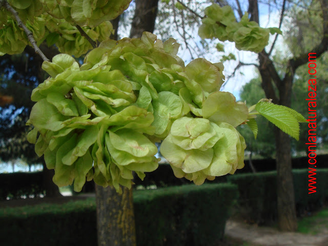 Flora urbana de Getafe: Olmo común
