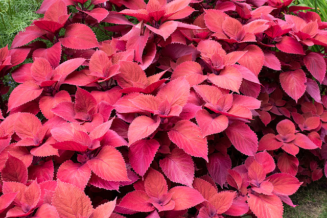 Coleus Colors From Sun to Shade