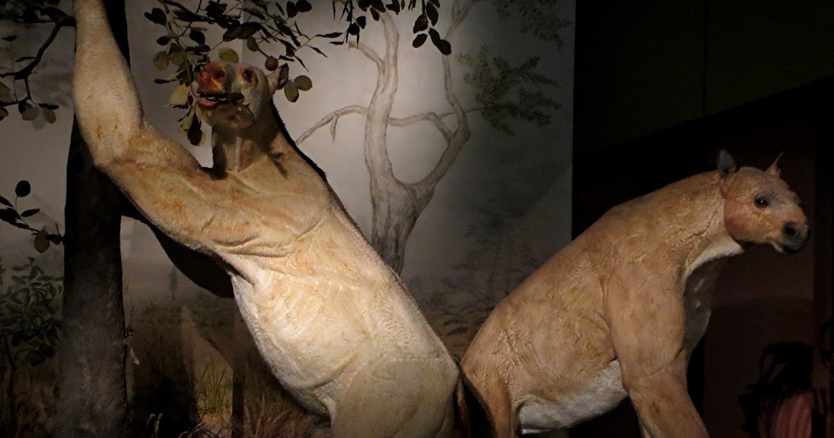 ShukerNature: WHEN NANDI BEARS AND GROUND SLOTHS CAME TO TOWN? TWO ...