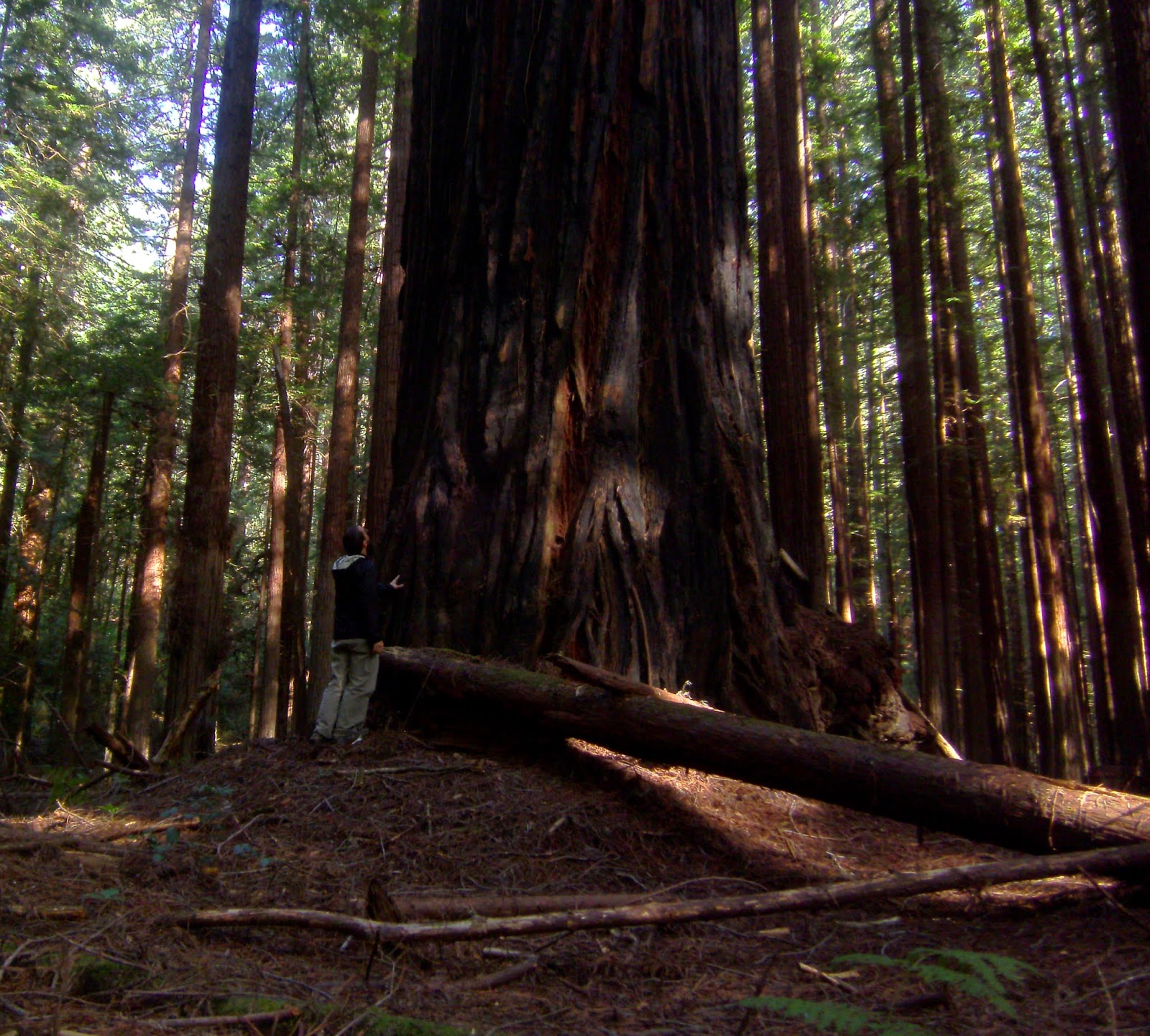 Tales From the Trails: Redwoods in the Spring
