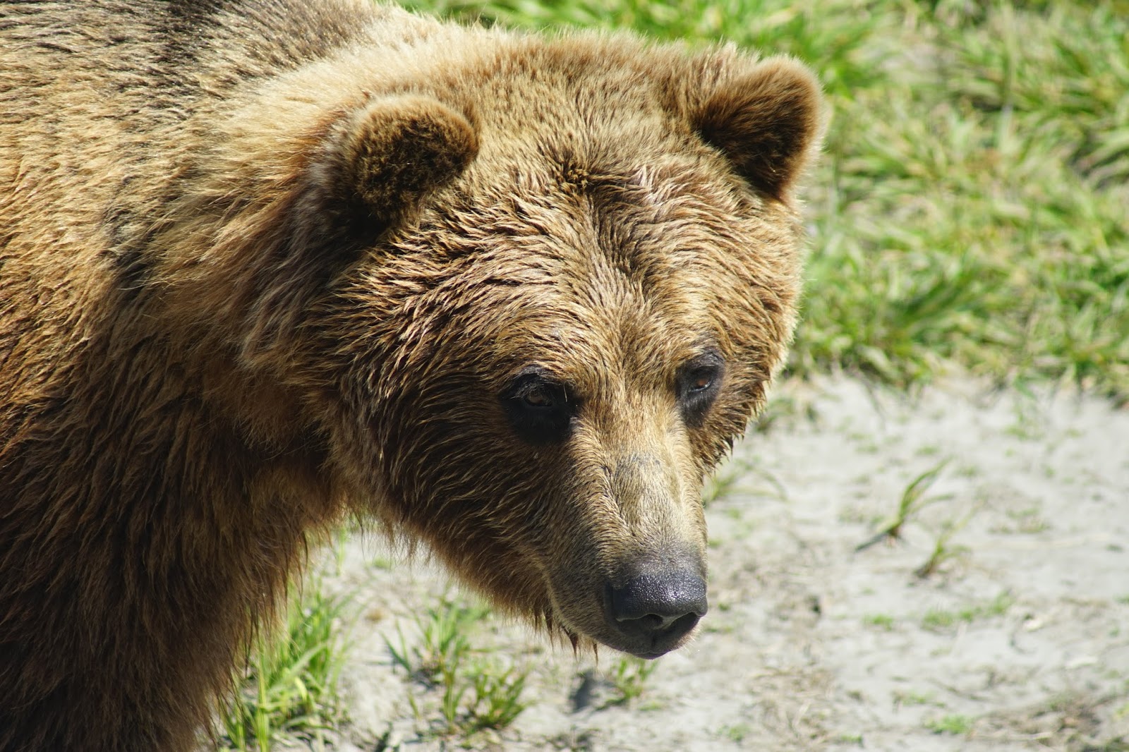 Lost But Loving It...In Alaska!: The End of an Em-bear-assing amount of ...