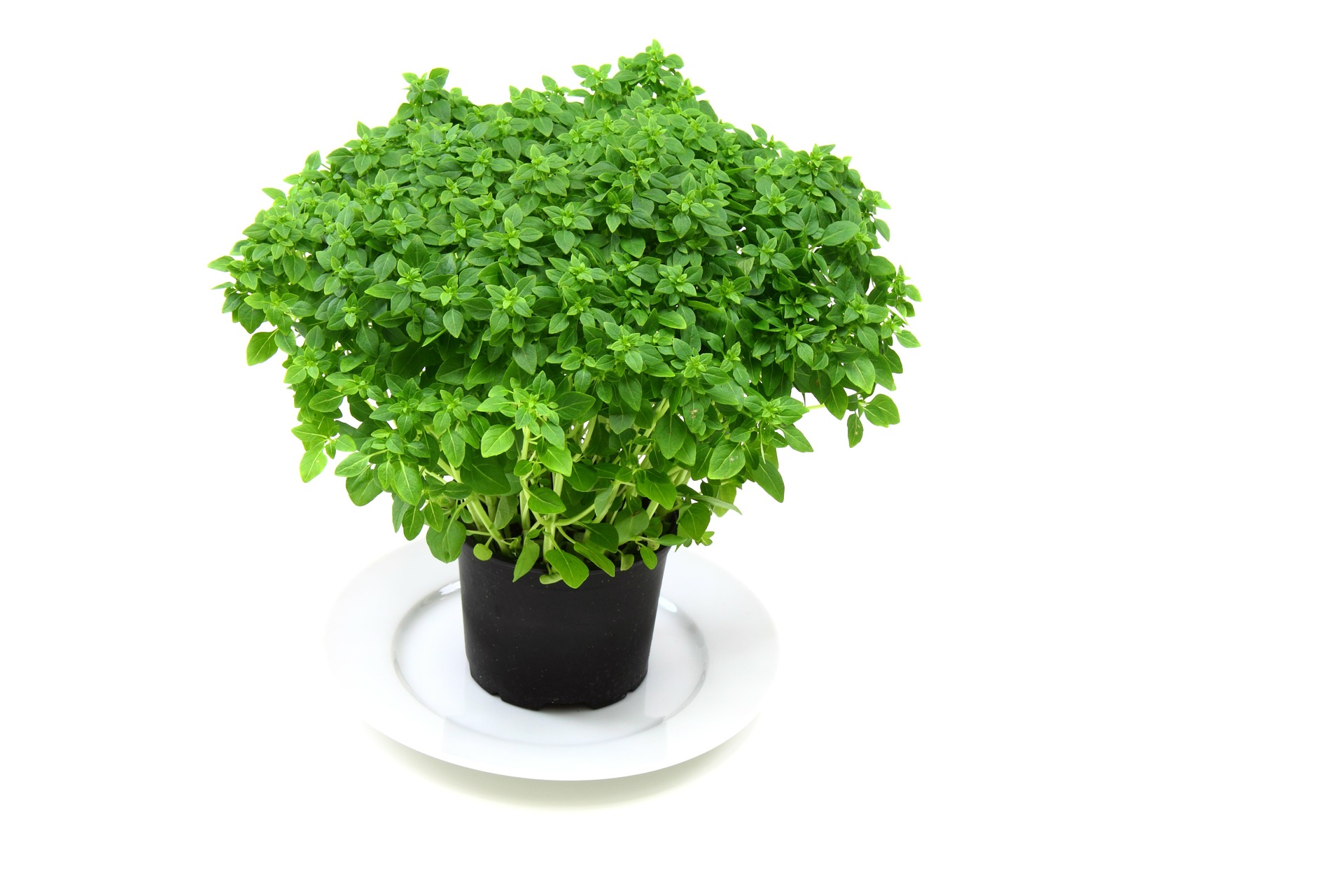 Basil Herb (Basil Plants) - bubfashion plus