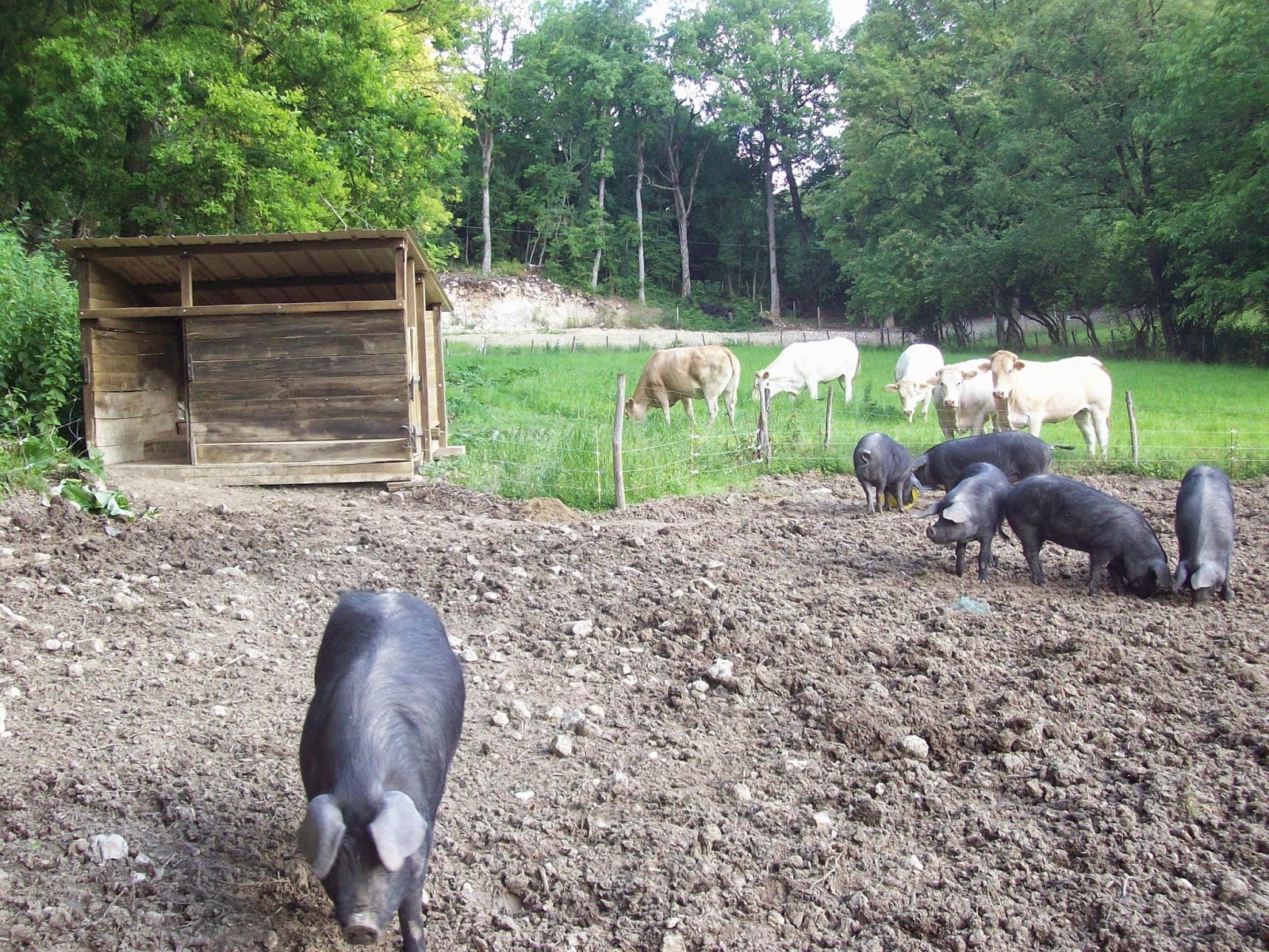 LE LEYZOU: Un élevage de cochons noirs gascons à Renac