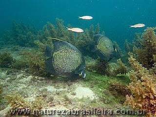 I Love Nature - Flores do Brasil: Peixes da Mata Atlântica - 3