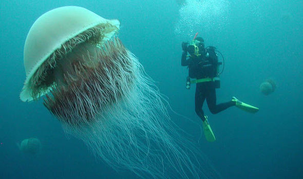 Portal do Mar: Alforreca gigante do tamanho de um humano descoberta na ...