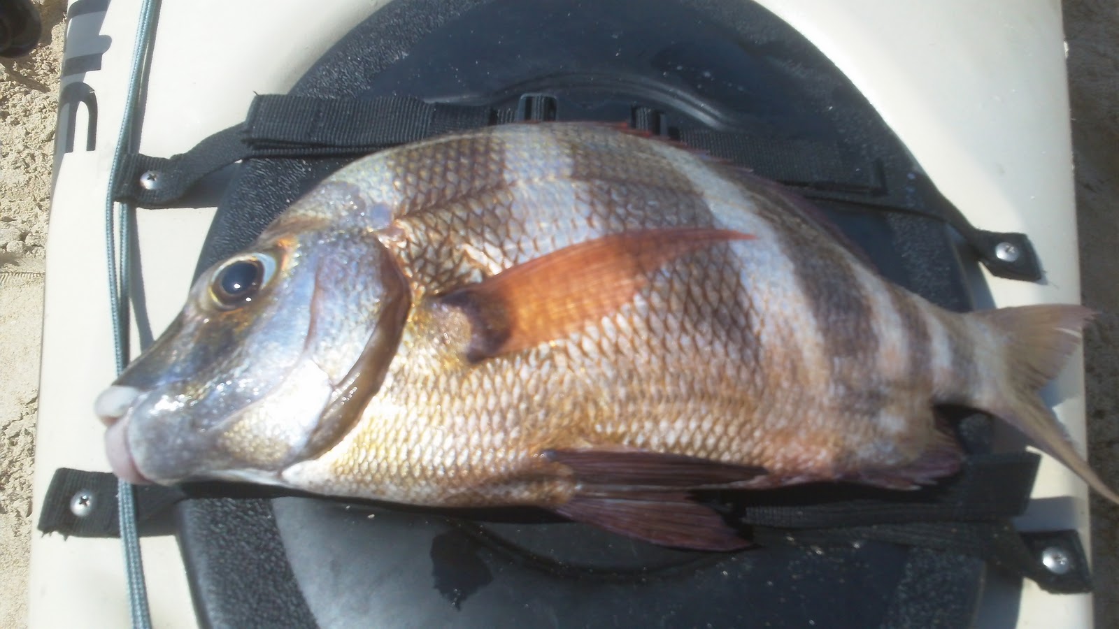 el arte del "bolo": Sargo Breado ( Sargus cervinus )