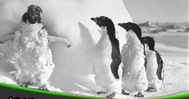 33 Vintage Photos Of Antarctica’s Frozen Hellscape