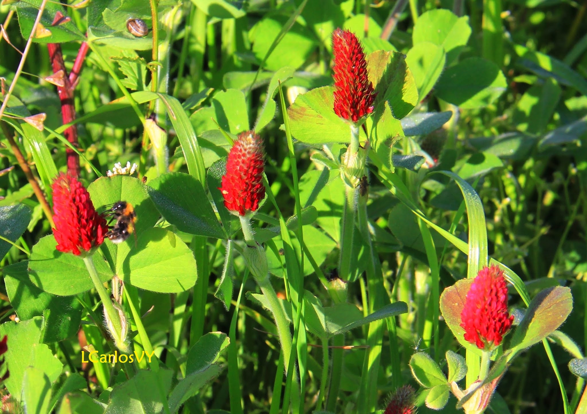 Plantas silvestres de Asturias: Trébol rojo, trébol encarnado ...
