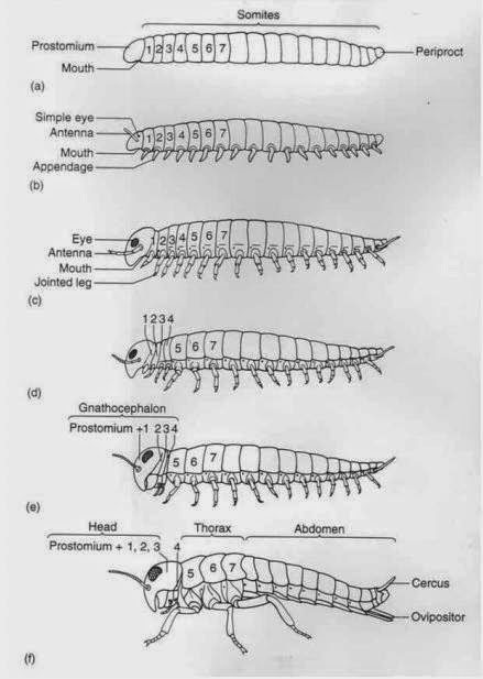 Origen de los insectos ~ Laboratorio de Insectos