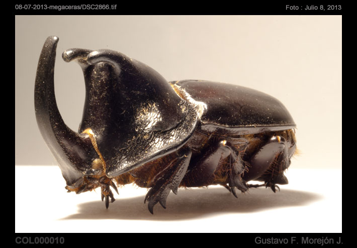 Coleoptera de Ecuador: Megaceras morpheus (COL000010)