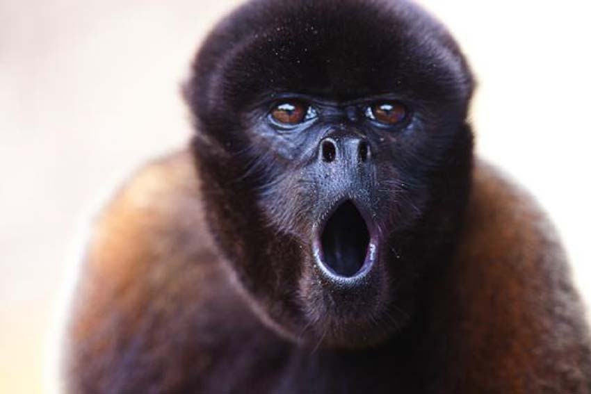 Woolly Monkey | Animal Wildlife