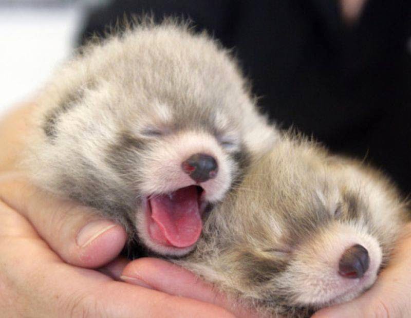 10 imagenes de animales tiernos de coleccion | Imagenes Tiernas - Fotos ...