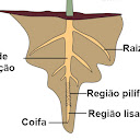Anatomia e Fisiologia Vegetal