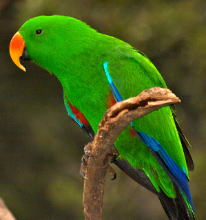 Eclectus Parrot | The Life of Animals