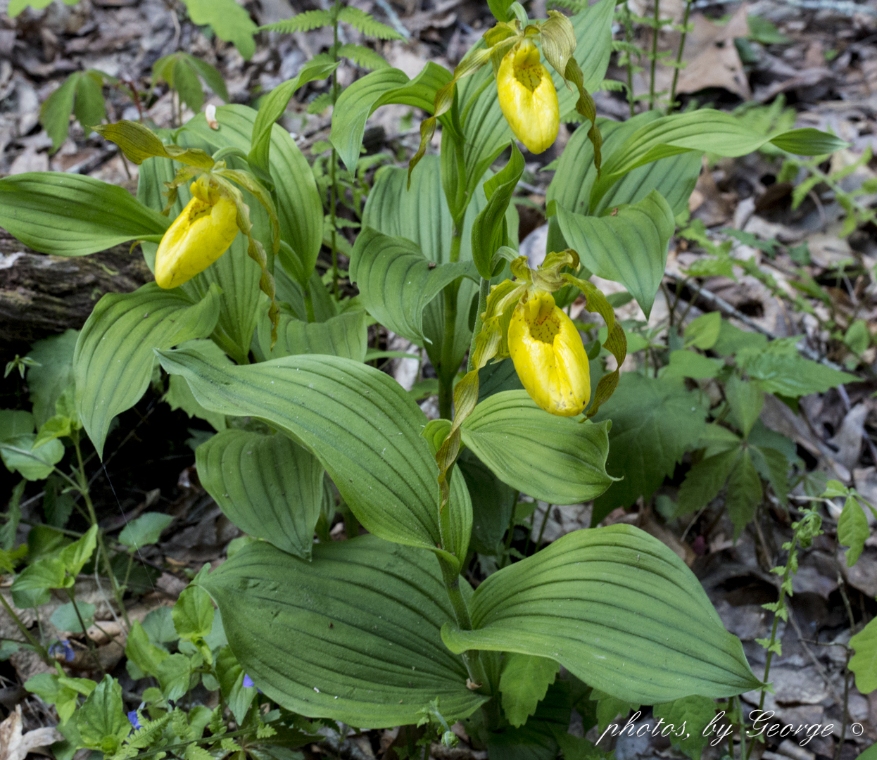 "What's Blooming Now" : Yellow Lady's Slipper (Cypripedium parviflorum ...