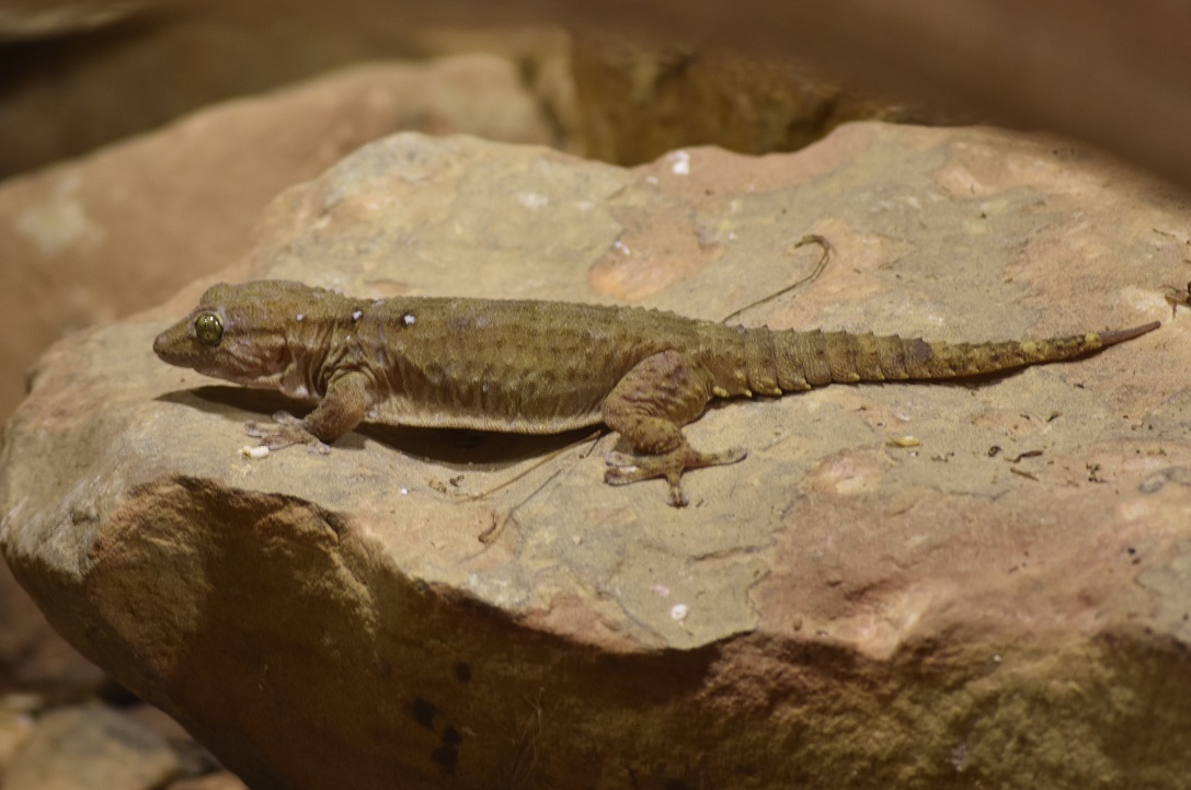 ZOOTOGRAFIANDO (6.100 ANIMALS): SALAMANQUESA DE PUNTOS BLANCOS / RINGED ...
