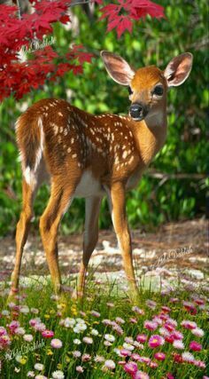 Beautiful deer