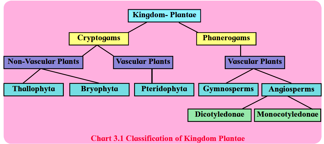 Kingdom Plantae Chart