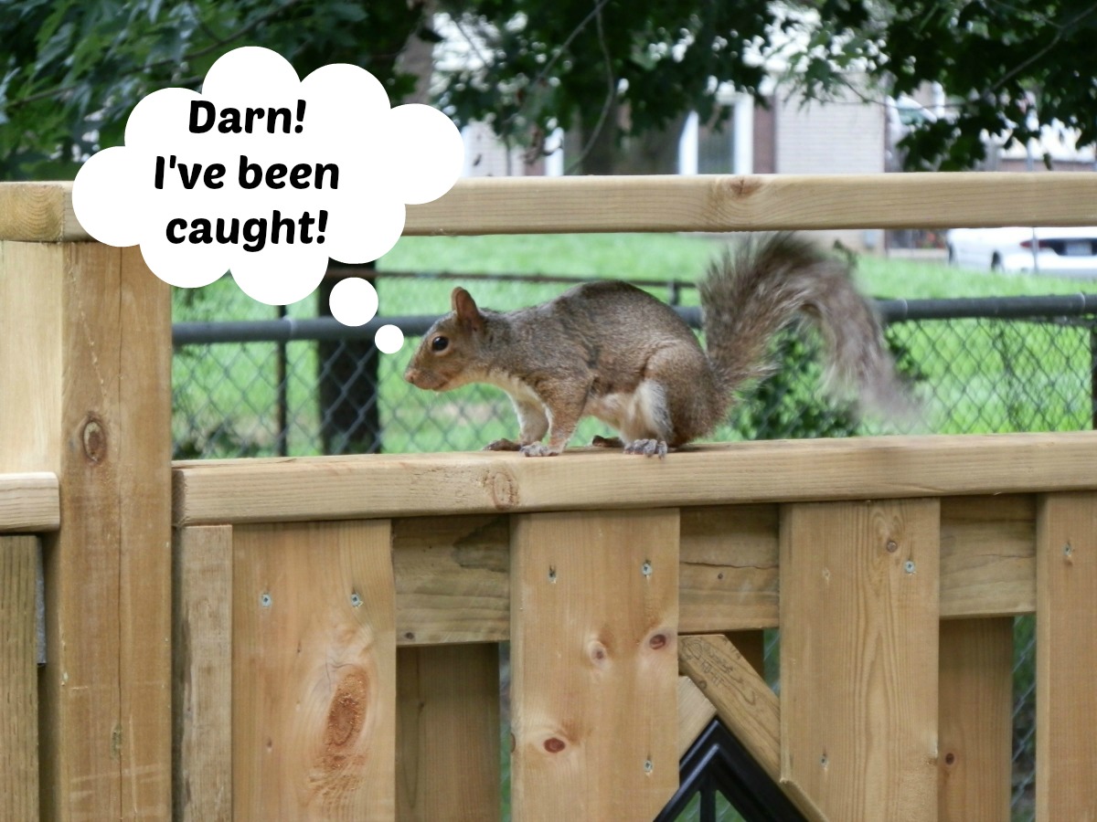 CHEEKY SQUIRREL (MY VIDEOS) | So Today I...