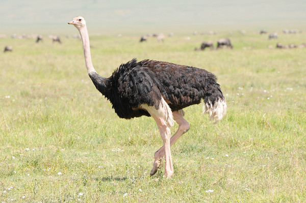 Ostrich | The Life of Animals