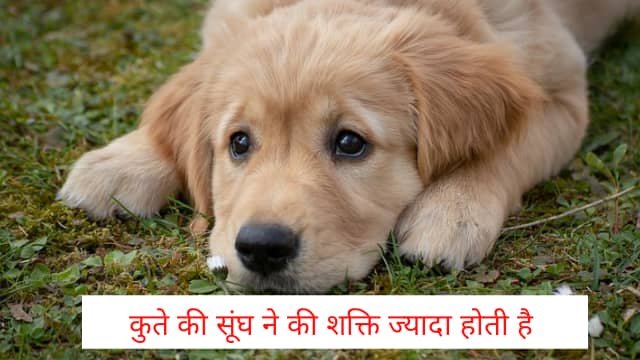 15 Interesting Facts About Dogs In Hindi 15-interesting-facts-about-dogs-in-hindi